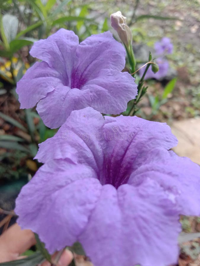 Nature Provides Beautiful Scenery with Various Kinds Stock Photo ...