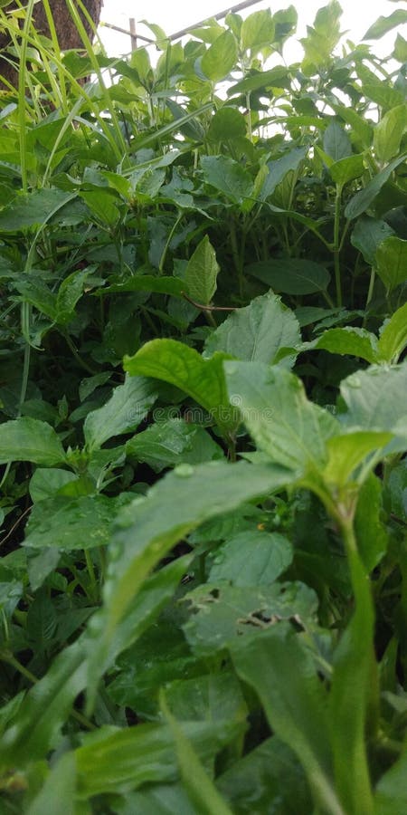 Nature Provides Peace of Mind Stock Photo - Image of mind, soil: 265642848