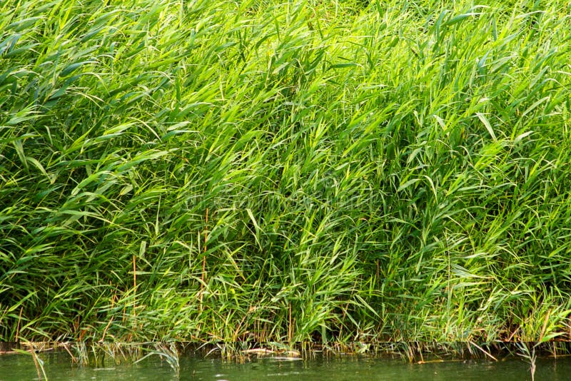 Bulrush Reed Array of Greenery Stock Image - Image of cattail, wild ...
