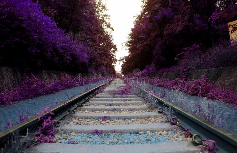 Nature, Purple, Track, Flower Picture. Image: 112120430