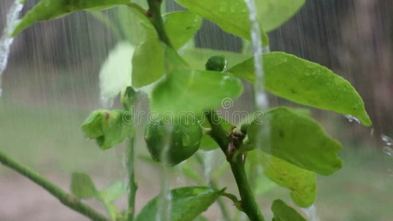 Nature in the Rain Lime Plant Under Tropical Storm. Stock Footage ...