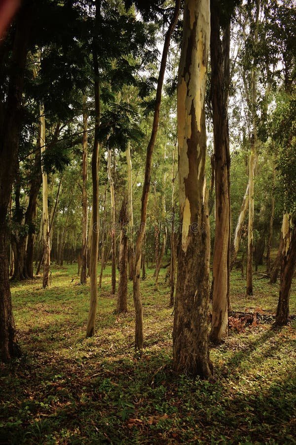 Nature_blish stock image. Image of rain, morning, beauty - 120307207