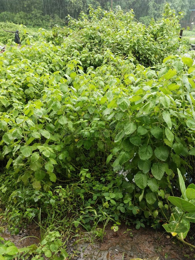 Nature Rain Water Trees Plants Stock Image - Image of plant, rain ...