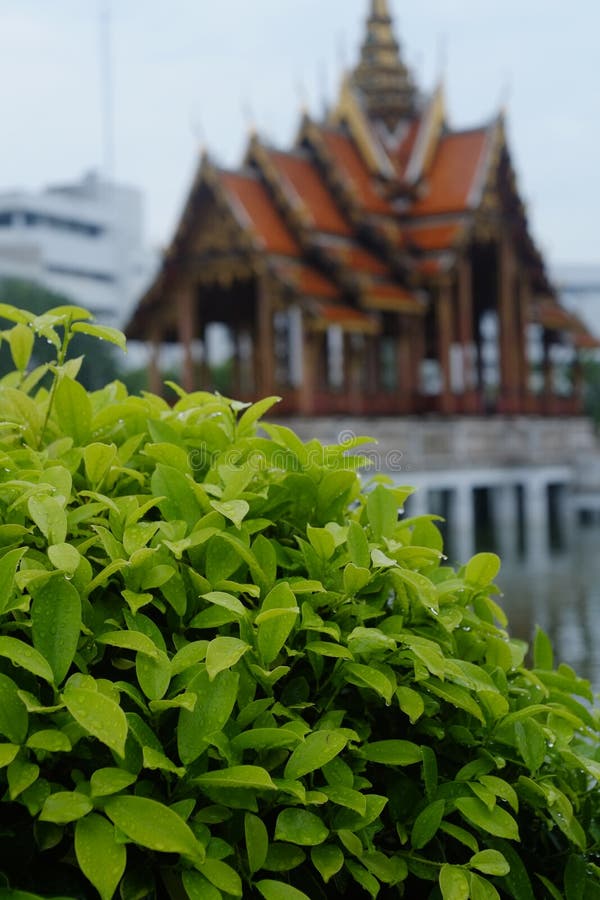 Nature after raining stock photo. Image of rain, fall - 93214104