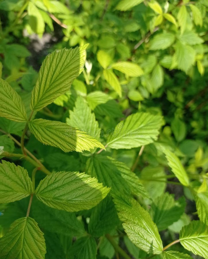 Nature. Raspberry leaves stock image. Image of food - 276787499