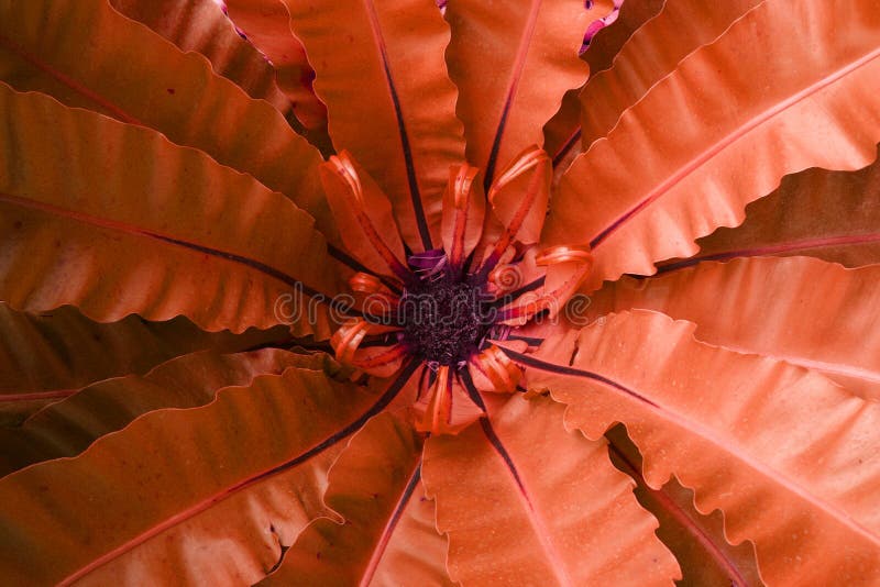 Nature Red Fern Leaf - Tropical Plant Surface Backdrop - Beautiful ...
