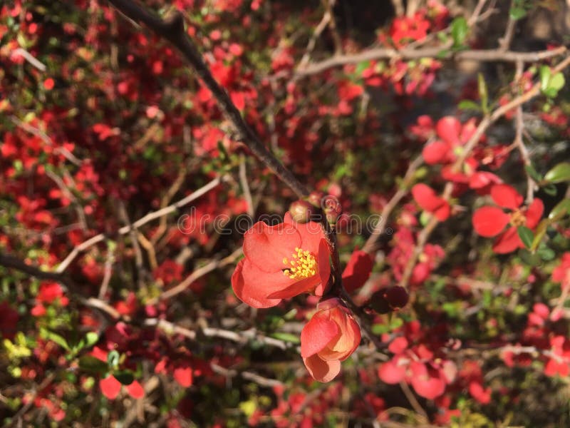 Nature red flowers stock photo. Image of flowers, nature - 143460622