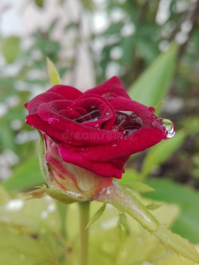 Nature red rose stock image. Image of flower, garden - 109716649