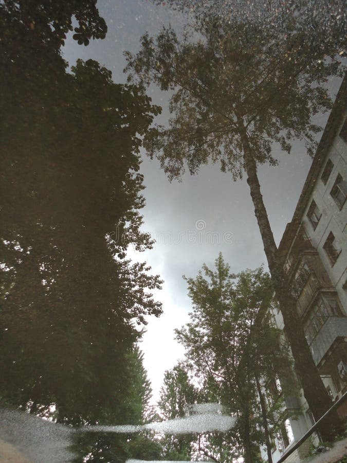 Tree Reflection in Water Puddle Summer Time Stock Photo - Image of ...