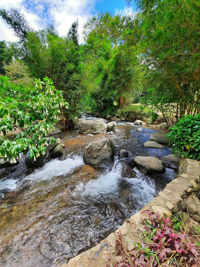 Nature refresh green stock image. Image of refresh, autumn - 209189651