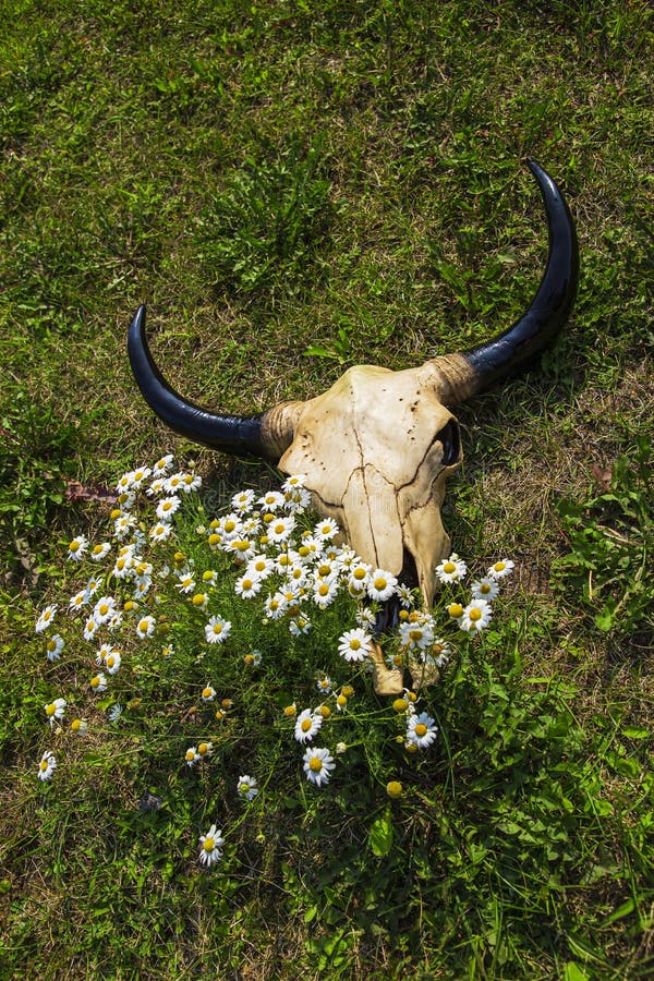 Nature rejuvenating stock image. Image of daisies, city - 231492351