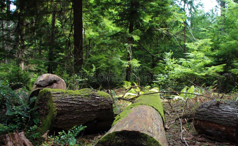 Nature Reserve, Ecosystem, Wilderness, Vegetation Picture. Image: 113648650