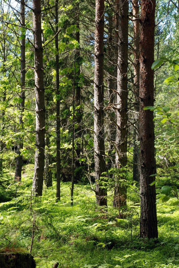 Nature Reserve Ingar. stock photo. Image of scandinavia - 10067134