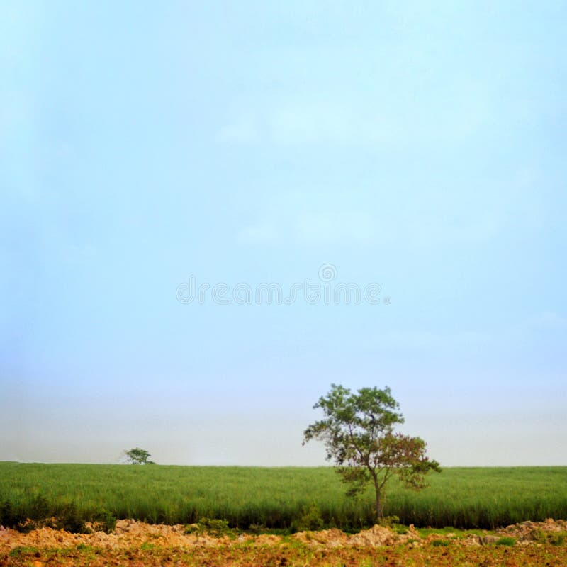 Nature Resources View Sky Tree Stock Photo - Image of resources, nature ...