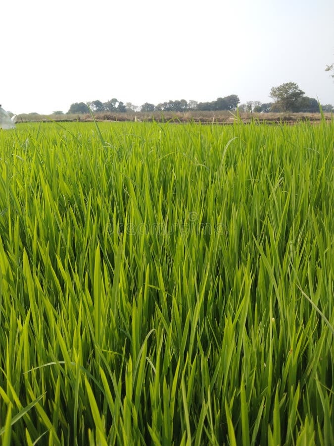 Nature rice farming stock image. Image of farming, grassland - 207692405