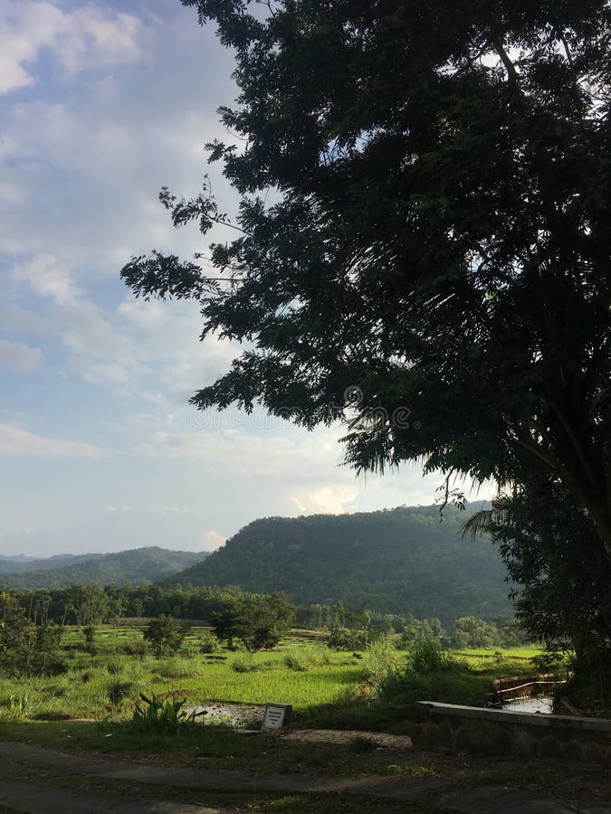Nature stock image. Image of rice, morning, nature, field - 200526857