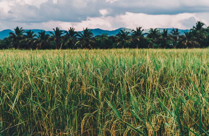 Nature Rice in Rice Field, Under the Blue Sky White Clouds Stock Image ...