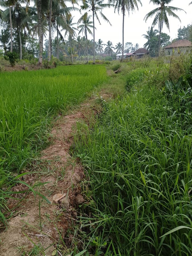 Nature, Rice Fields, Plants, Outdoors, Leaves, Greenery. Stock Photo ...