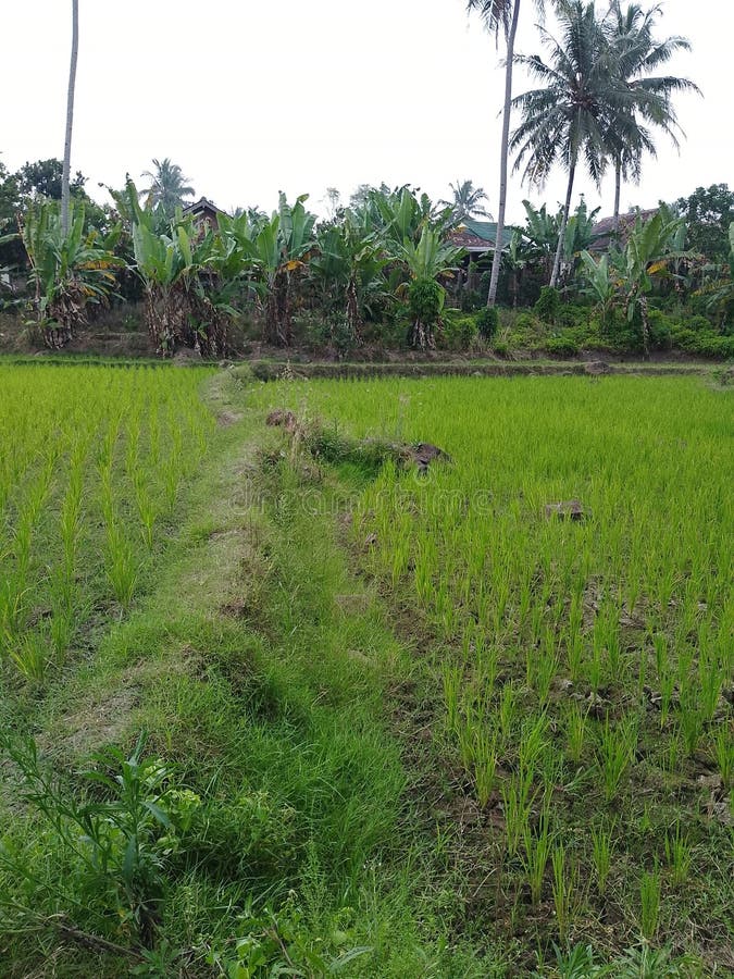 Nature, Rice Fields, Plants, Outdoors, Leaves, Greenery. Stock Photo ...