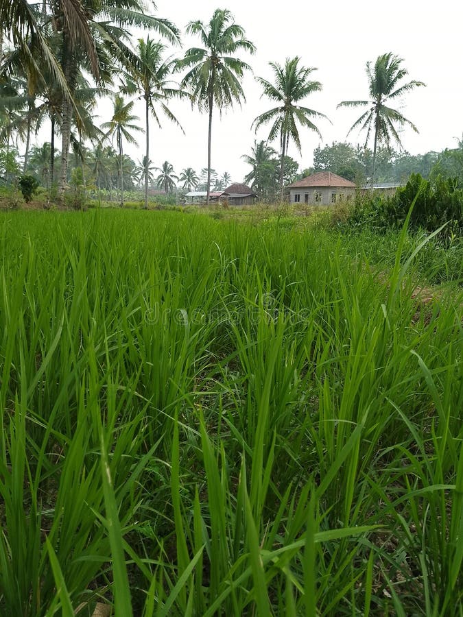 Nature, Rice Fields, Plants, Outdoors, Leaves, Greenery. Stock Photo ...