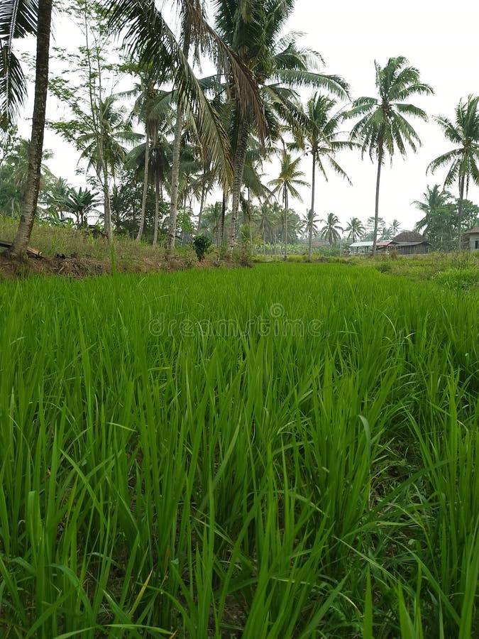 Nature, Rice Fields, Plants, Outdoors, Leaves, Greenery. Stock Image ...