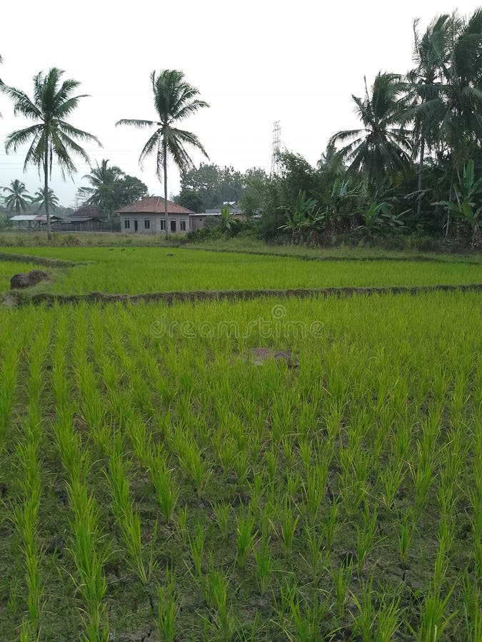 Nature, Rice Fields, Plants, Outdoors, Leaves, Greenery. Stock Photo ...