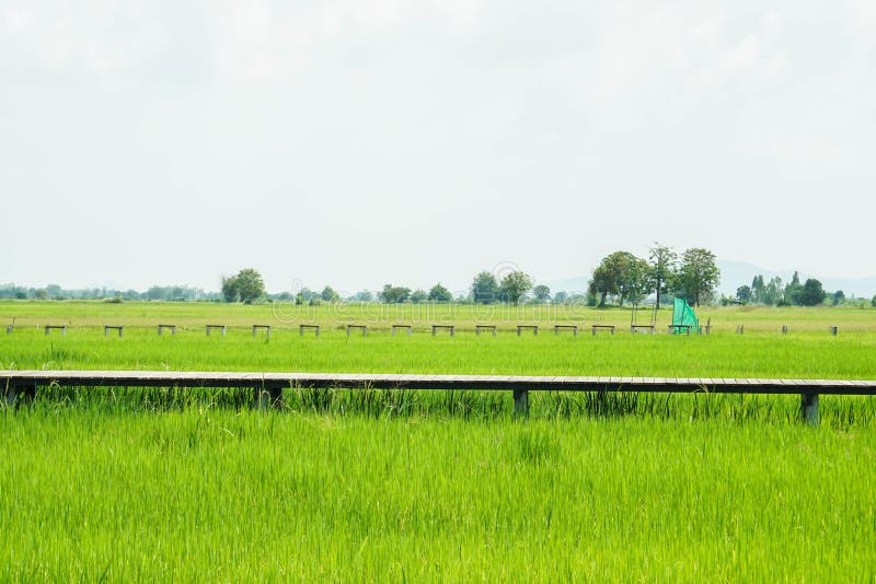 Rice Paddy Field in Countryside in Southeast Asia Stock Photo - Image ...