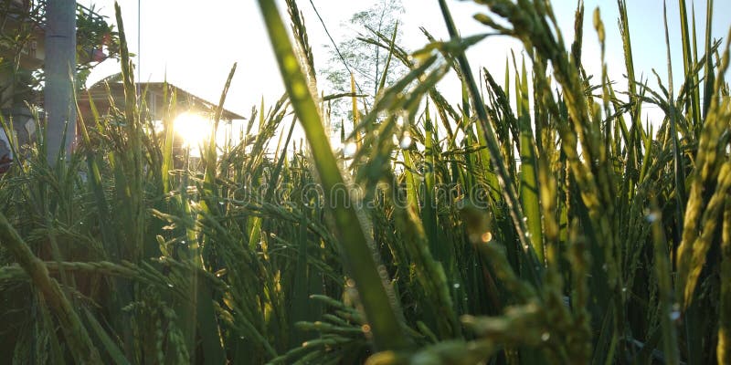 Nature Rice plant stock photo. Image of nature, indonesia - 122122840
