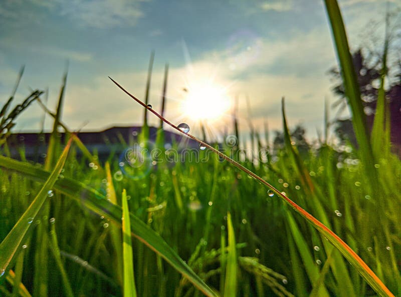 Nature, Rice, Sunrise, Beautiful Sun in the Morning Stock Photo - Image ...