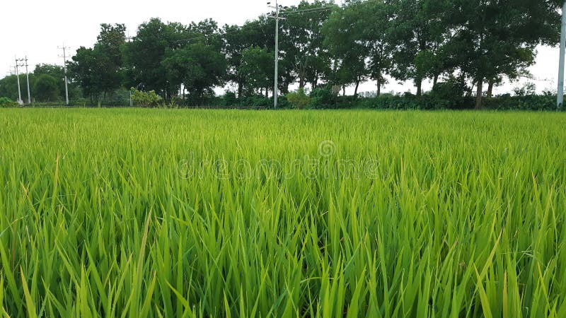 Nature, Rice, Tree, Road, Green Nature, Public Park, Background Image ...
