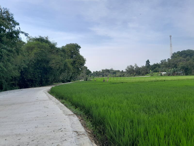 Nature Ricefield Field Green Stock Image - Image of ricefield, green ...
