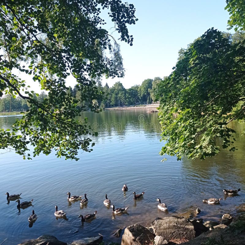Nature river flower stock image. Image of waterway, tree - 255919345