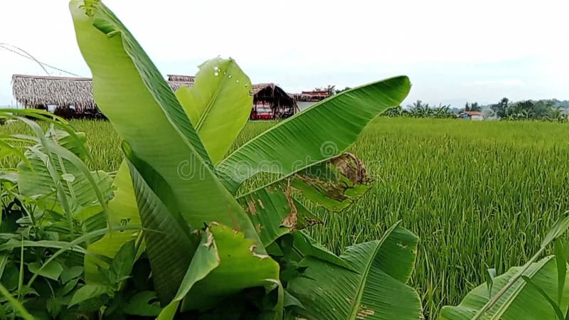 Banana Trees Dancing in the Fields with Weeds Stock Video - Video of ...