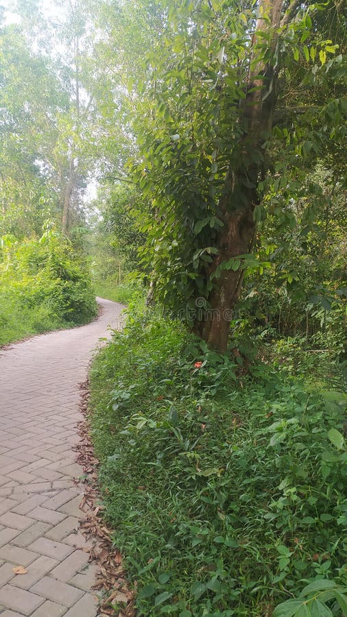 Nature Road Beautiful View with Green and Beautiful Color Gradation in ...