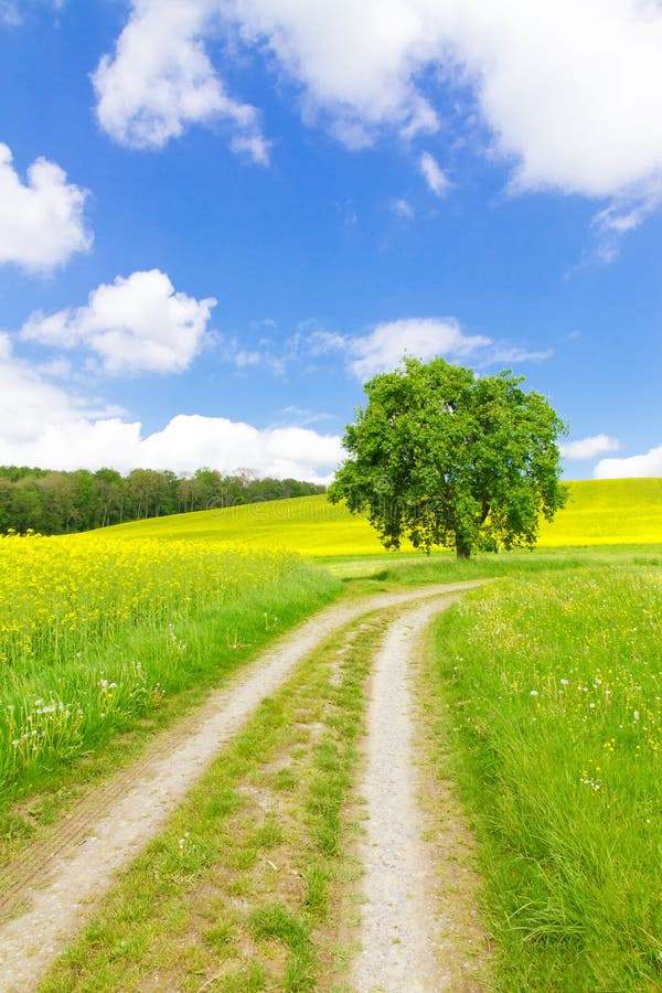 Nature road stock image. Image of april, cloud, lush - 46606289