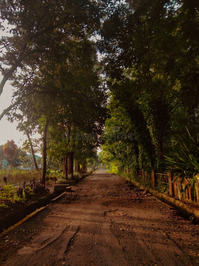 Nature road and forest stock photo. Image of landscape - 224805350