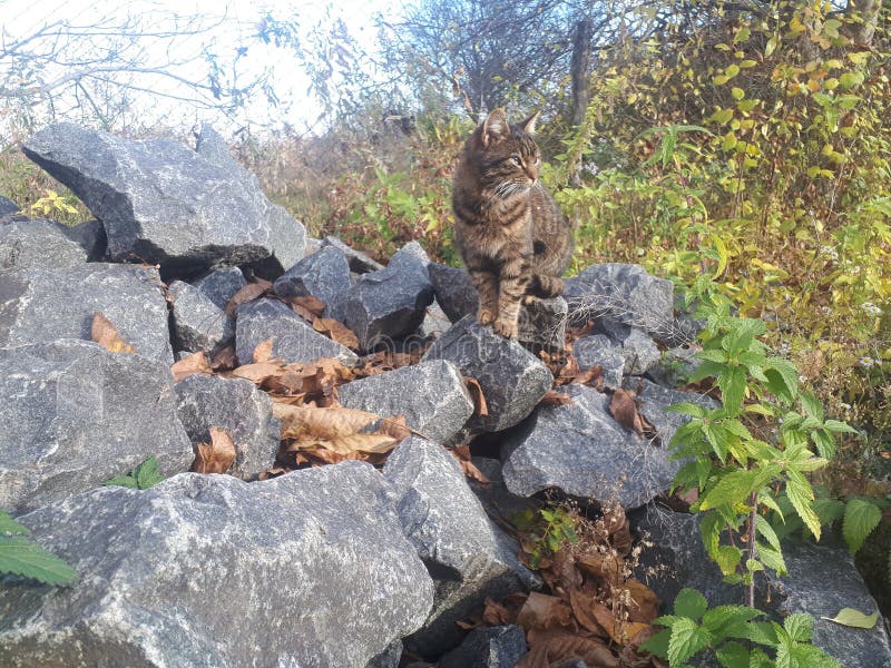 Nature rog cat stock image. Image of yard, soil, woodland - 239936931