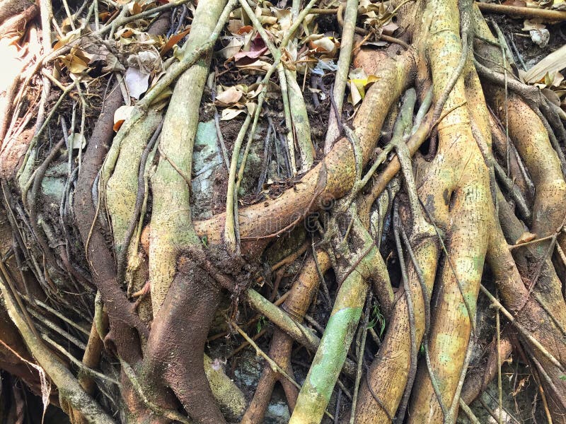 Nature stock photo. Image of root, forest, nature, tree - 88579364