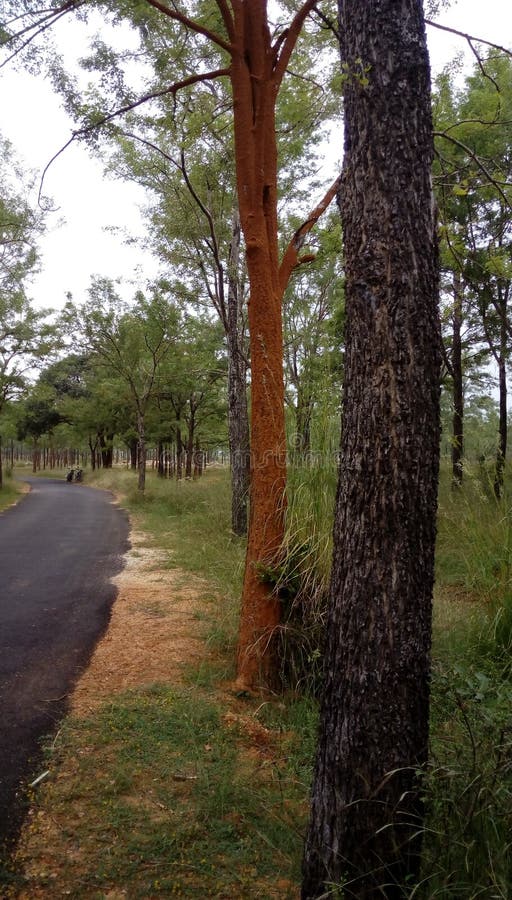 Nature stock photo. Image of nature, trees, rows, covered - 107217010