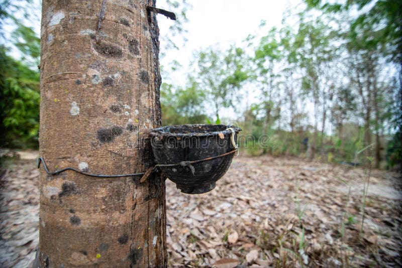 Green Rubber Plants on Dark Background Stock Photo - Image of decor ...