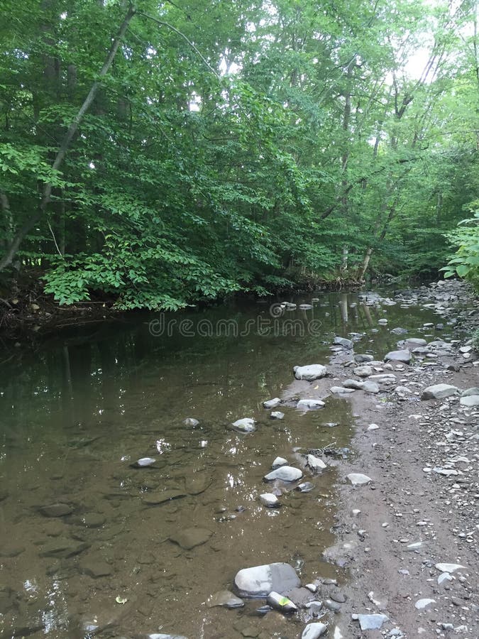 Nature stock photo. Image of branches, tree, river, running - 76584896