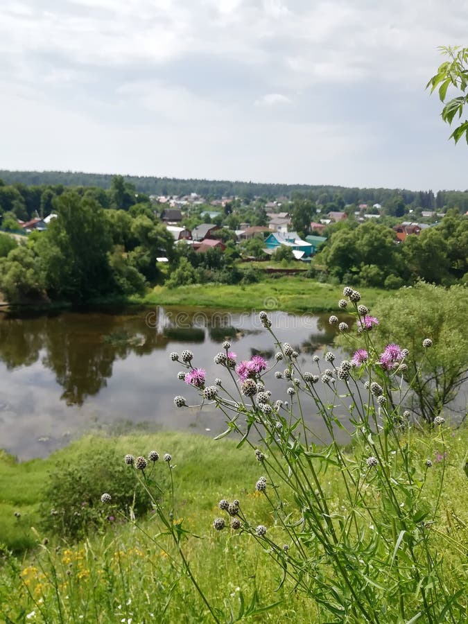 The Nature of Russia. Dense Coniferous Forest, Many Old Fallen Trees ...