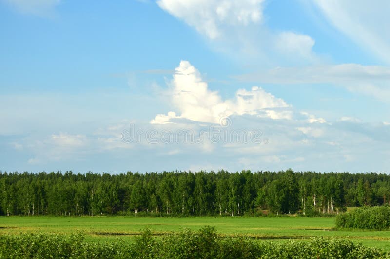 Nature of Russia at the Beginning of Summer - Wild Grass and Birch ...