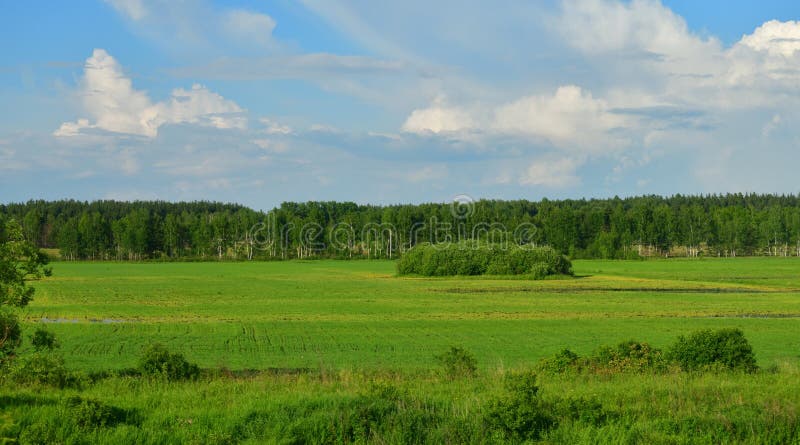 Nature of Russia at the Beginning of Summer - Wild Grass and Birch ...