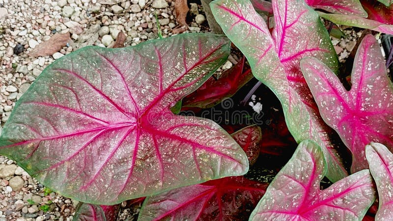 Nature S Art,the Red Caladium Stock Image - Image of caladium, delight ...