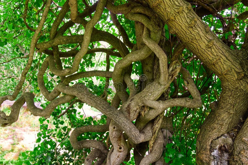 Nature S Artwork Twisted Tree Branches Intertwined in a Dance of Time ...