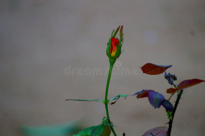 Nature& X27;s Beautiful Flowers Collection Roses Stock Image - Image of ...