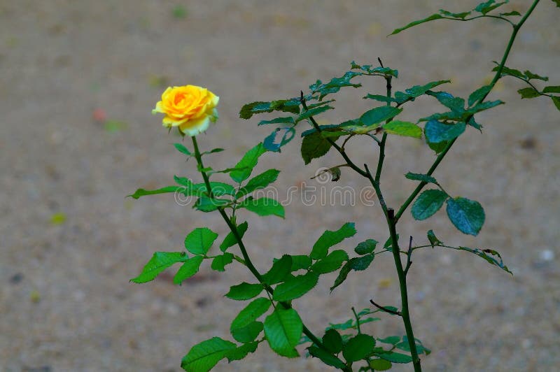 Nature& X27;s Beautiful Flowers Collection Roses Stock Photo - Image of ...