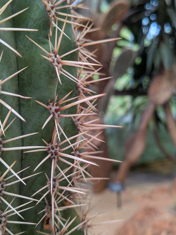 Nature& X27;s Beautiful Spikes Stock Image - Image of natures ...