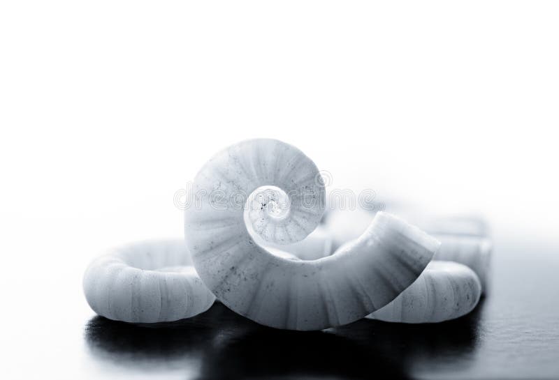 Spirula Spirula Stock Photos - Free & Royalty-Free Stock Photos from ...